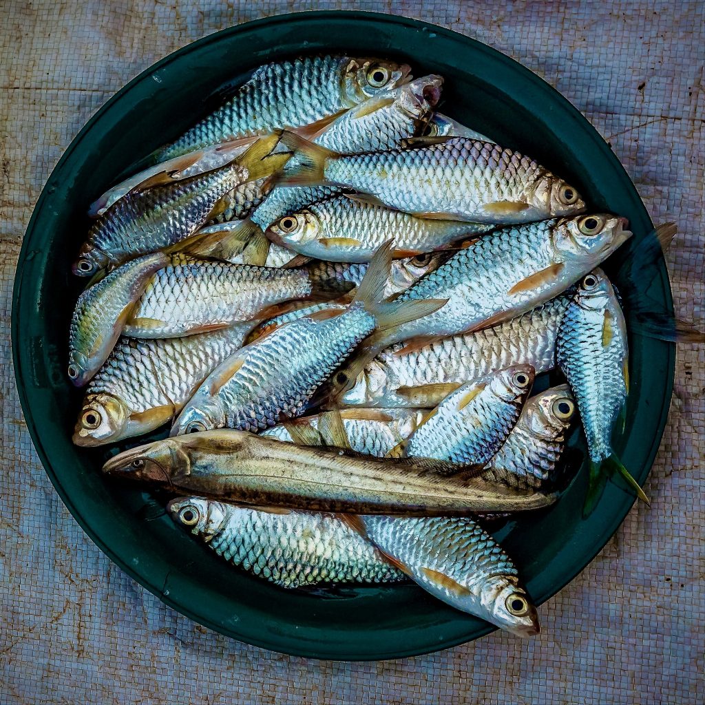 Sardine - machiwala.in